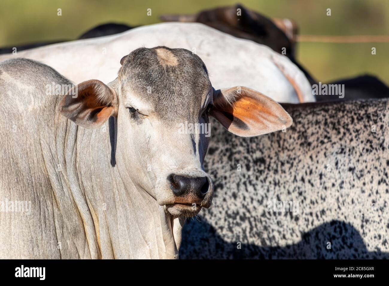 Crossbreed Beef Cattle High Resolution Stock Photography and Images - Alamy
