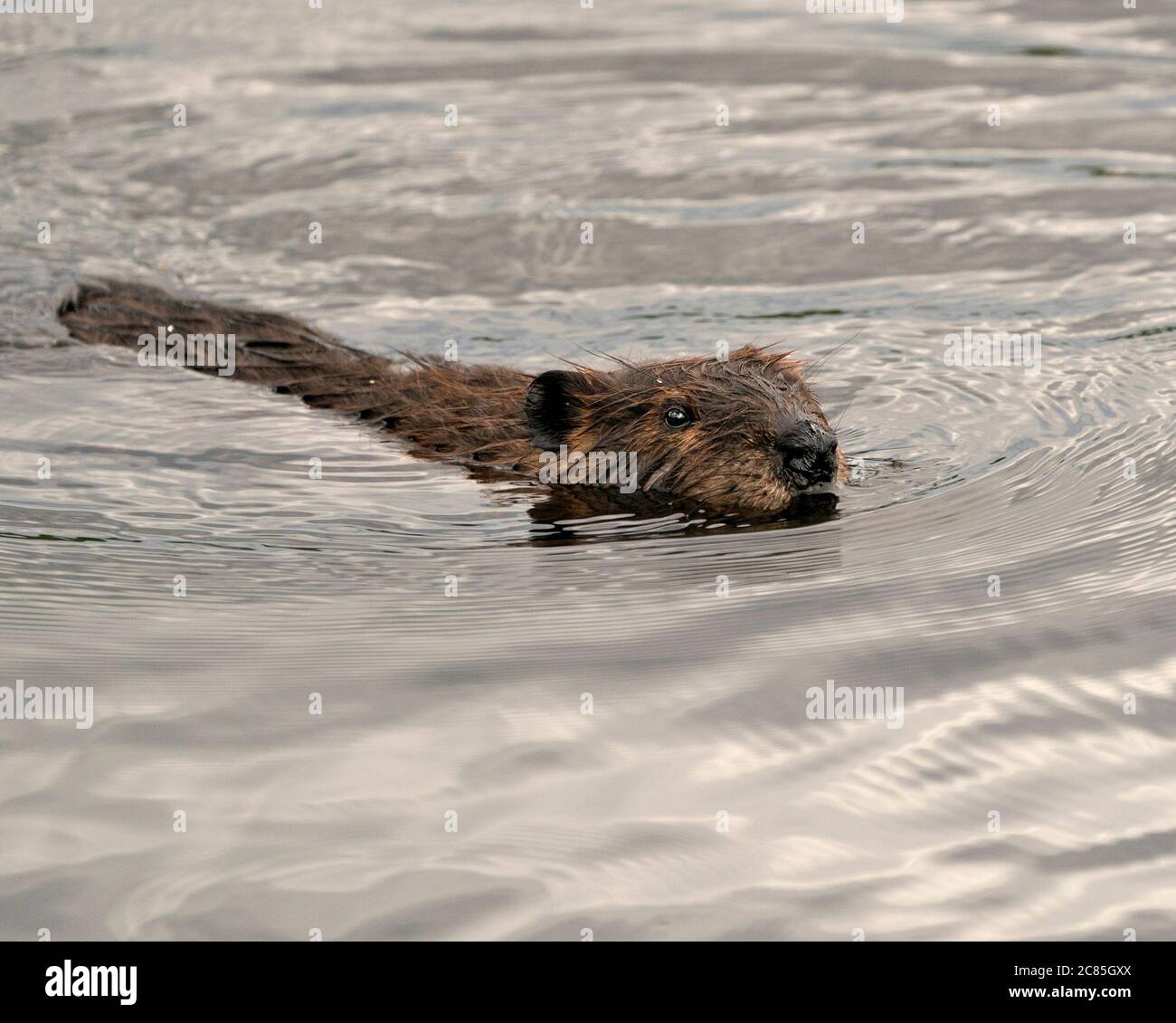 Beaver close-up profile view in its habitat and environment Stock Photo ...