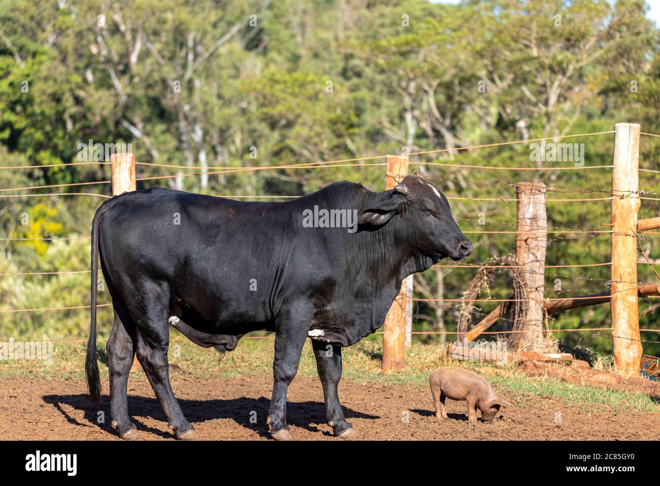 Portrait Ox bull cow angus animal livestock Stock Photo - Alamy
