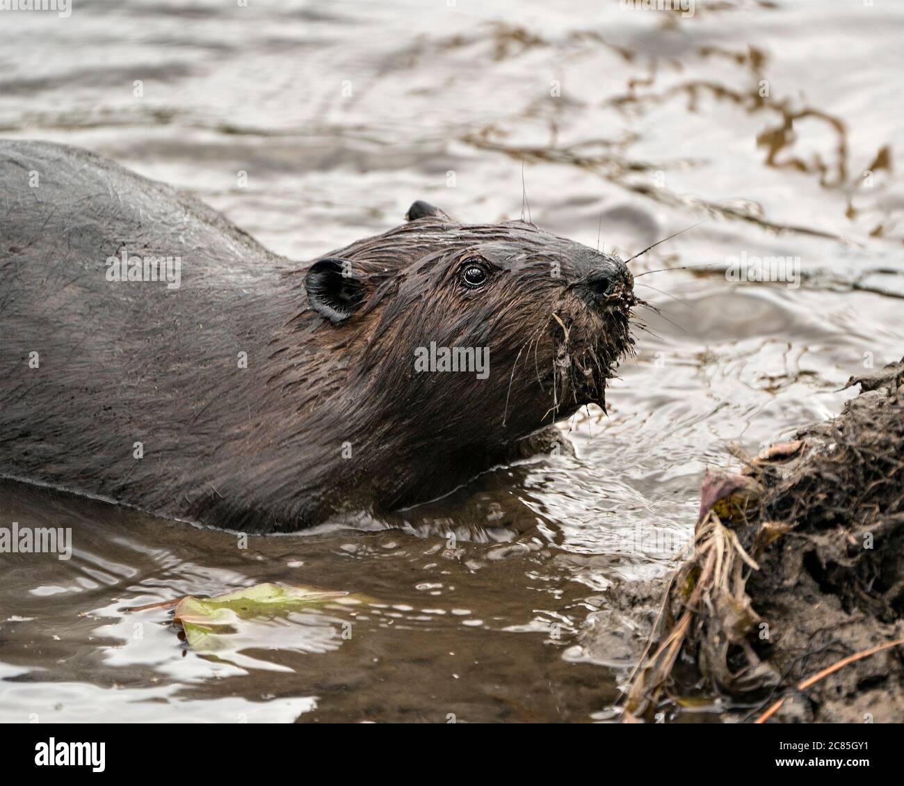 Beaver close-up profile view, building a beaver dam for protection ...