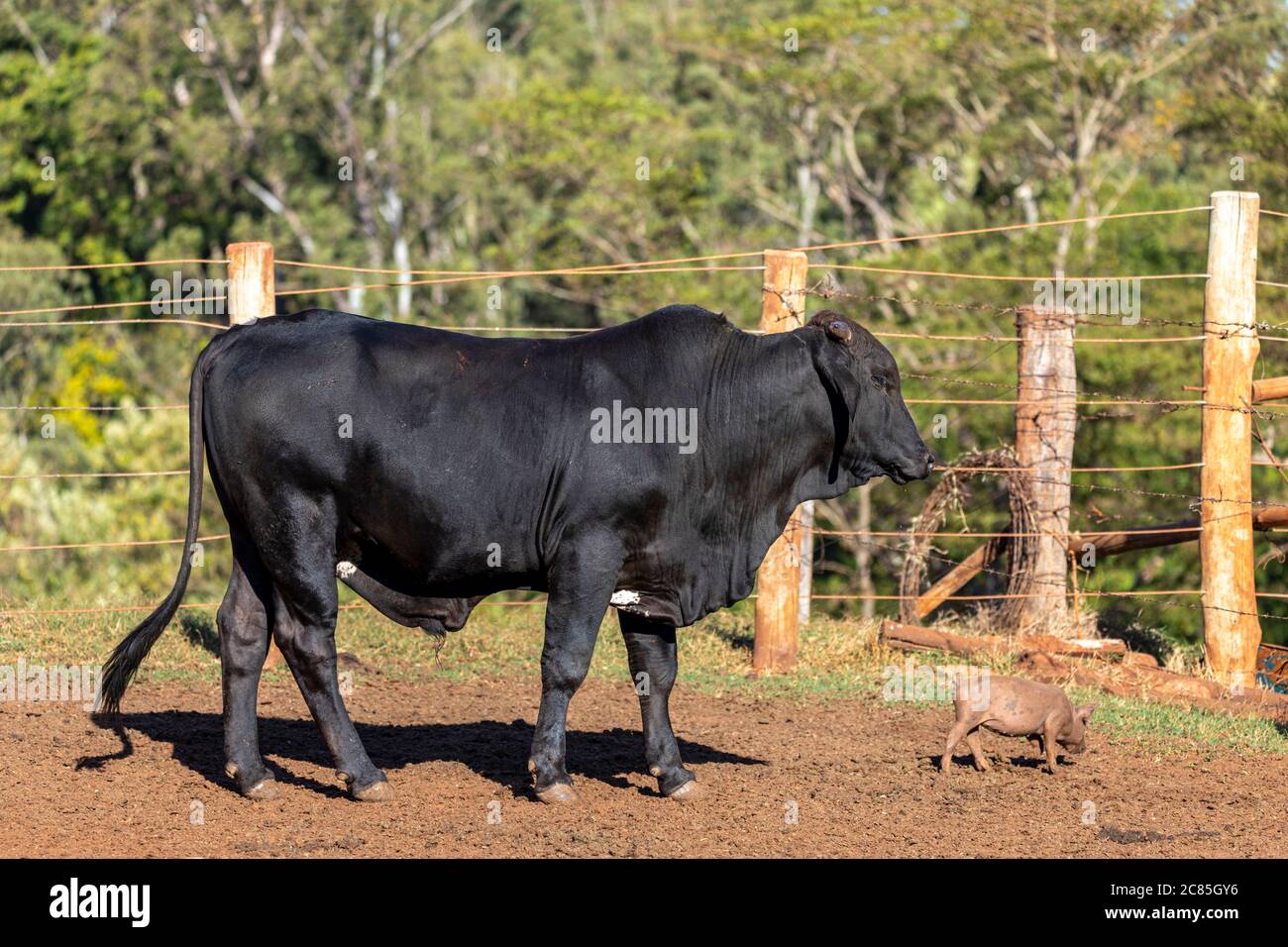 Portrait Ox bull cow angus animal livestock Stock Photo - Alamy