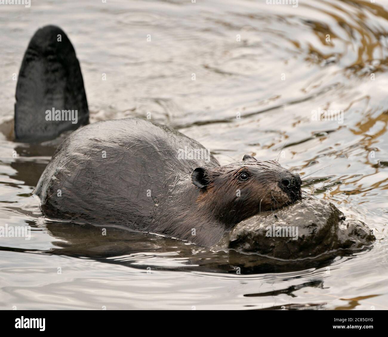 Beaver close-up profile view, building a beaver dam for protection ...