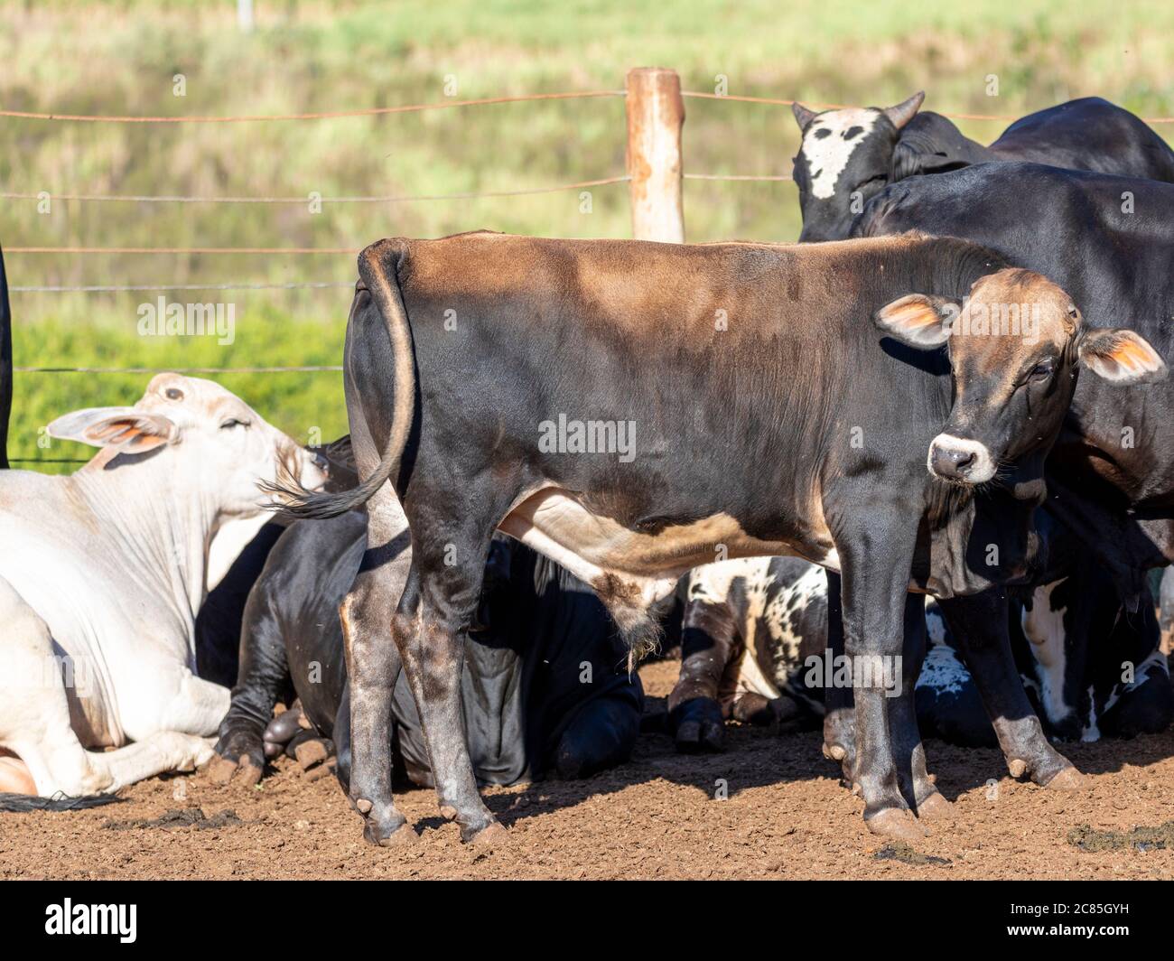 Nellore bull breed cattle hi-res stock photography and images - Alamy