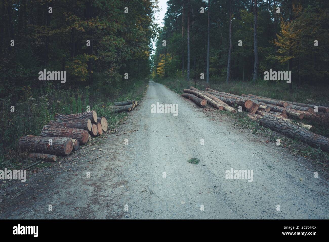 Log trunk hi-res stock photography and images - Alamy