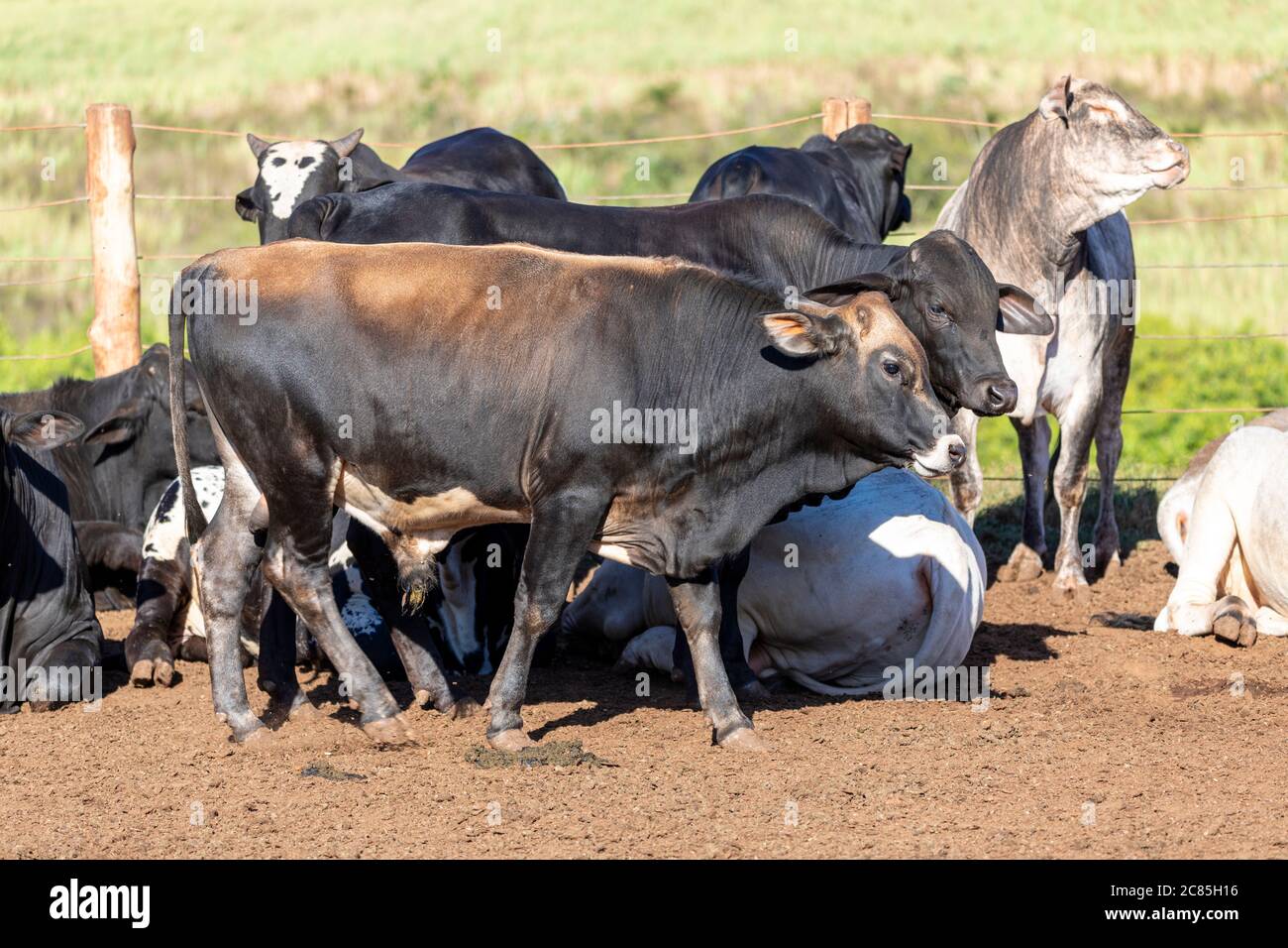 Cattle of the nelore breed hi-res stock photography and images - Alamy