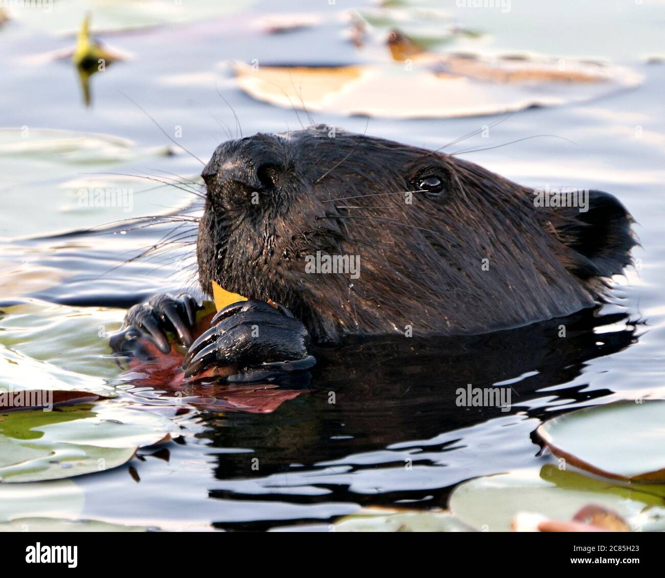 Beaver head close-up profile view in the water, eating lily pads ...