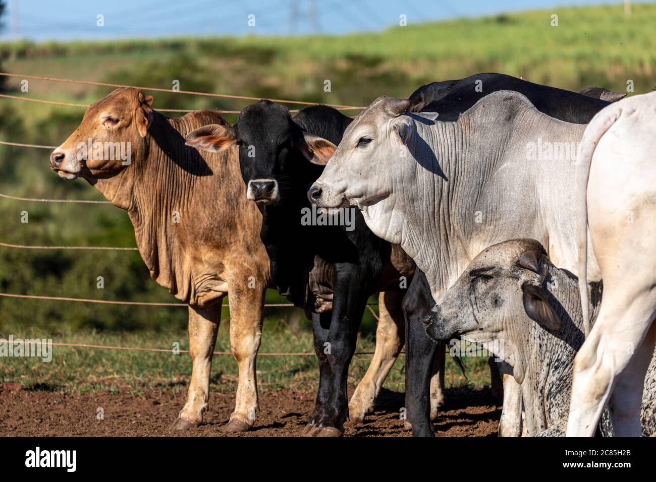 Livestock in confinement, oxen, cows, sunny day Stock Photo - Alamy