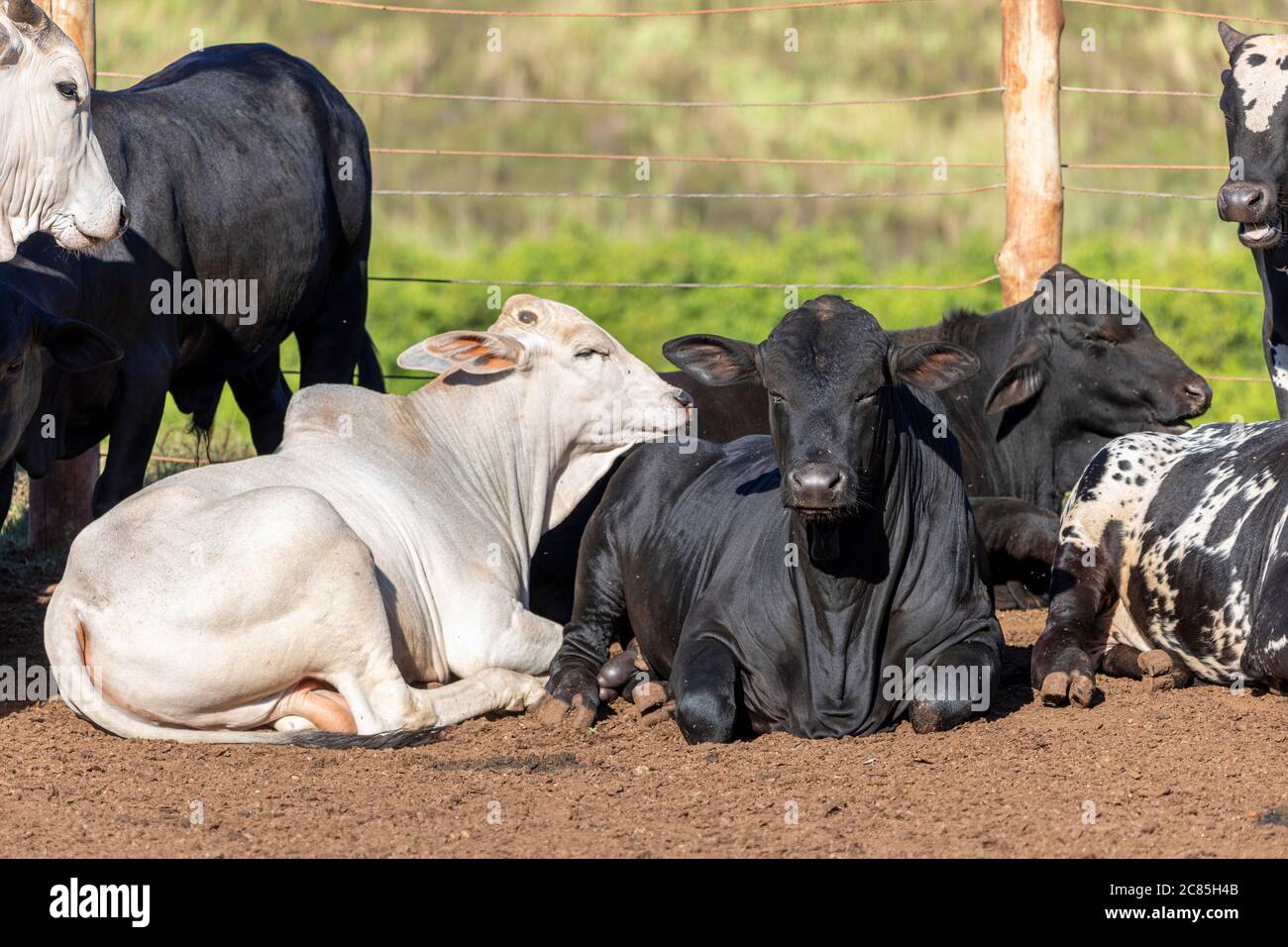 Livestock in confinement, oxen, cows, sunny day Stock Photo - Alamy