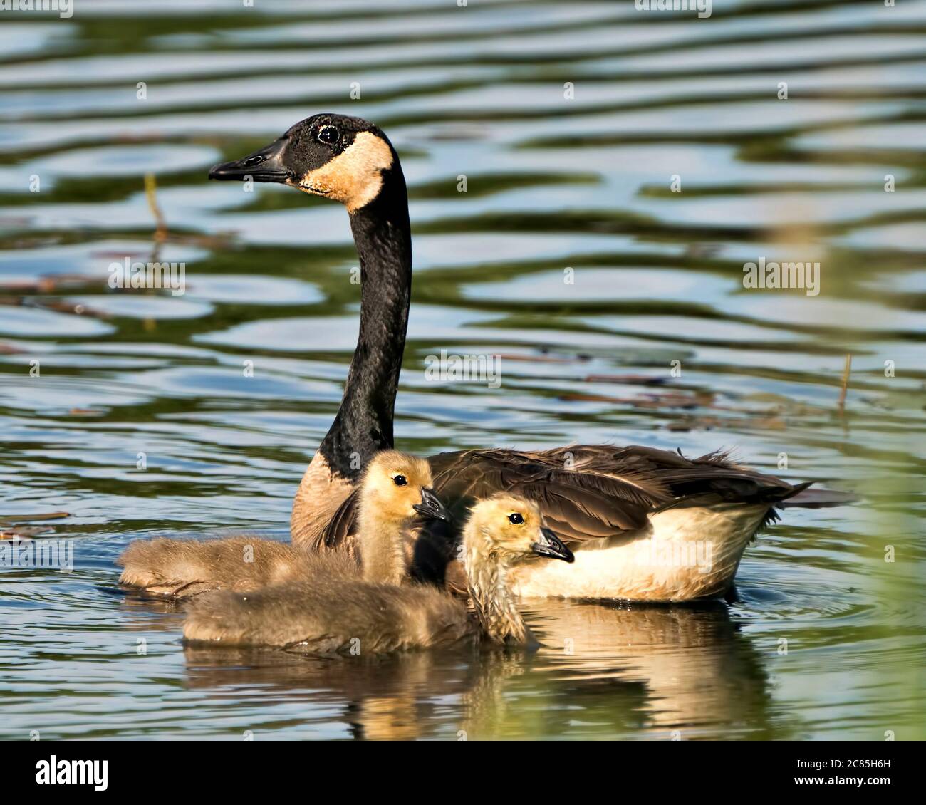 Canadian Geese close-up profile view with their gosling babies ...