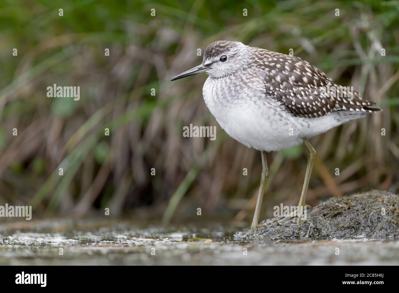 Spotted sandpiper wings hi-res stock photography and images - Alamy