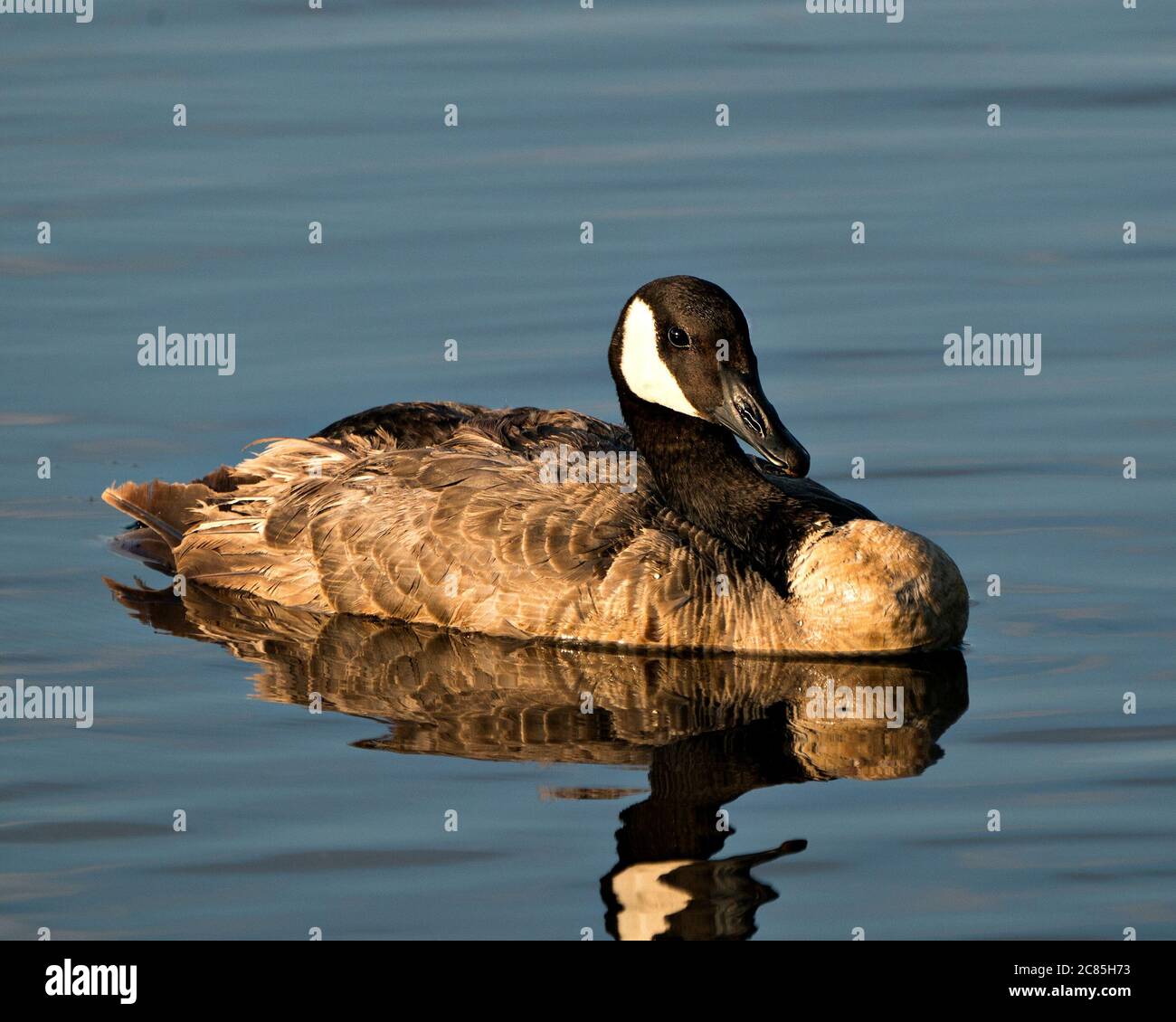 Canadian Geese close-up profile view swimming in the water in its ...