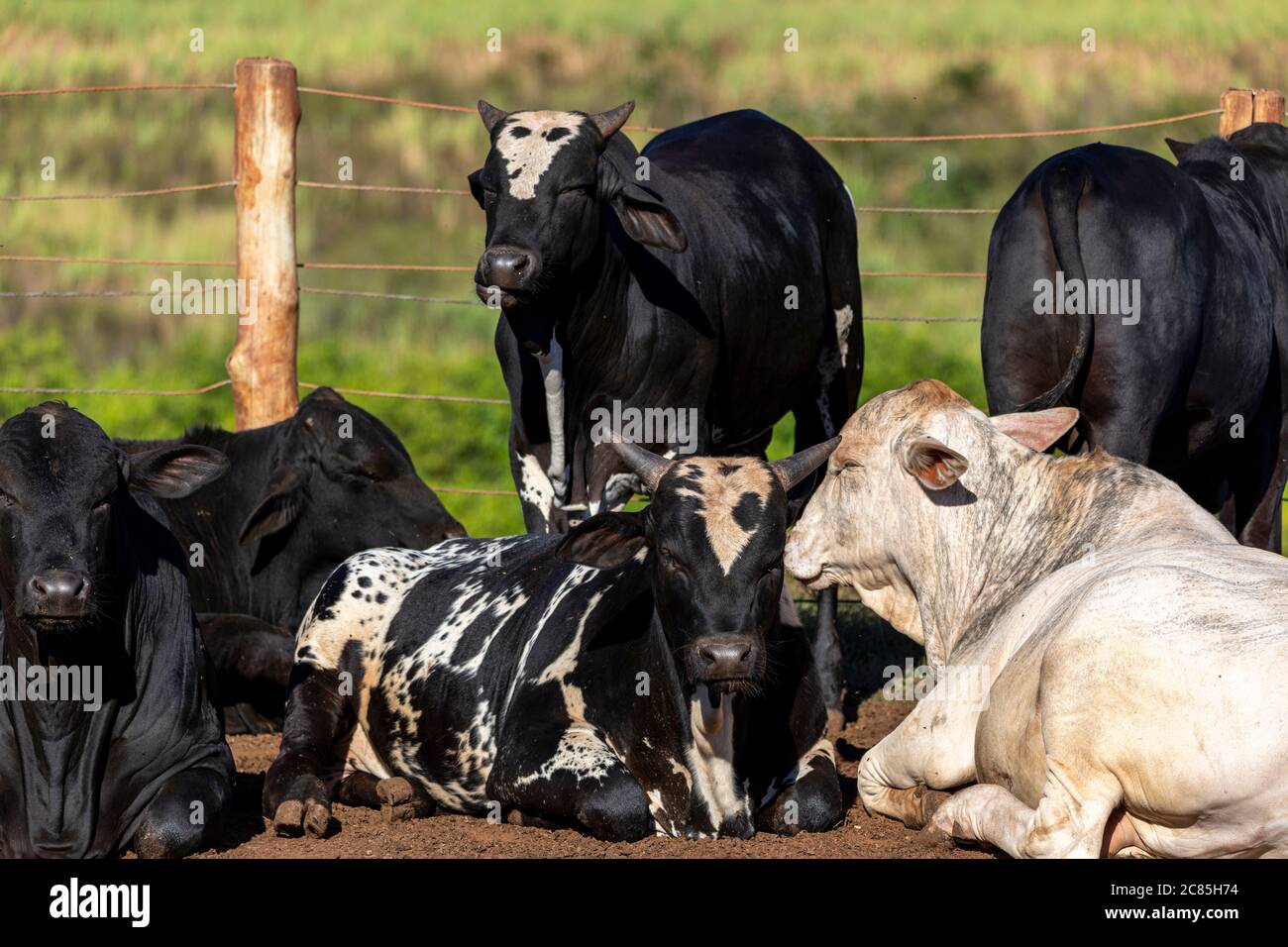 Livestock in confinement, oxen, cows, sunny day Stock Photo - Alamy