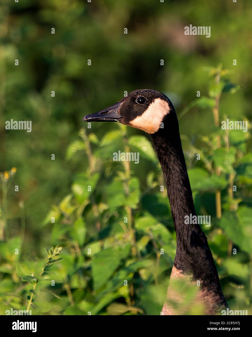 Canadian Geese head close-up profile view with a green blur background ...