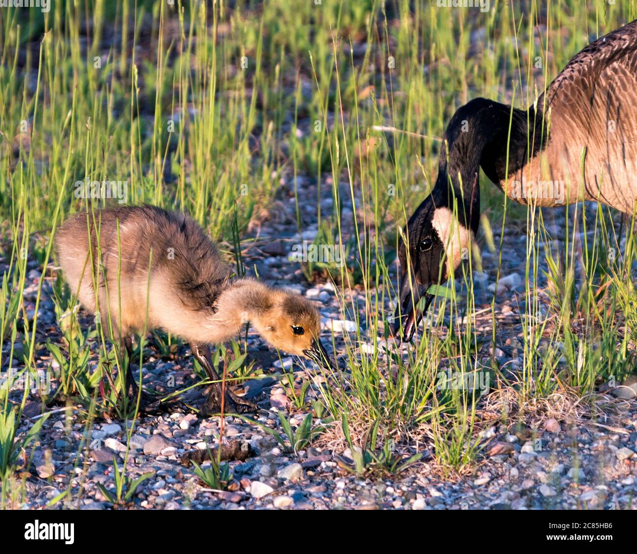 Canadian Geese close-up profile view with baby eating grass, displaying ...