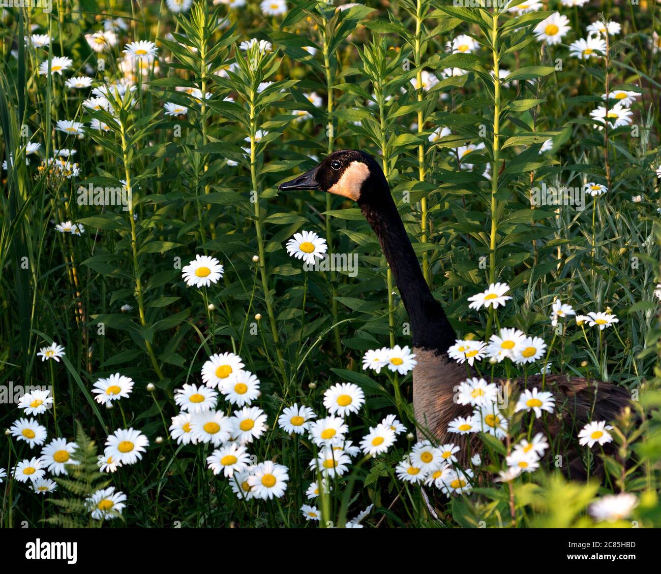 Canadian Geese close-up profile view in a field of marguerites meadow ...