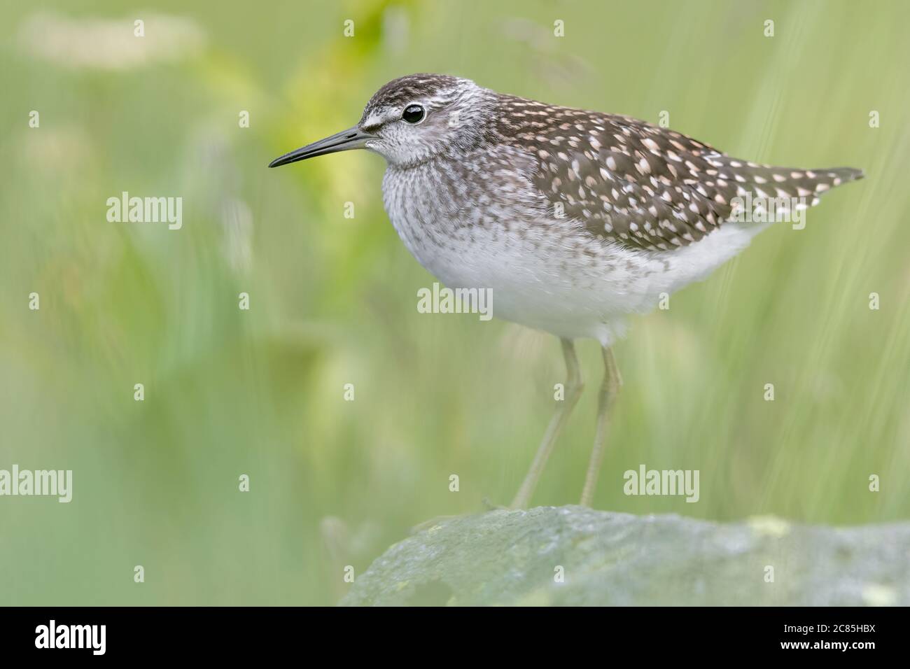 Spotted sandpiper wings hi-res stock photography and images - Alamy
