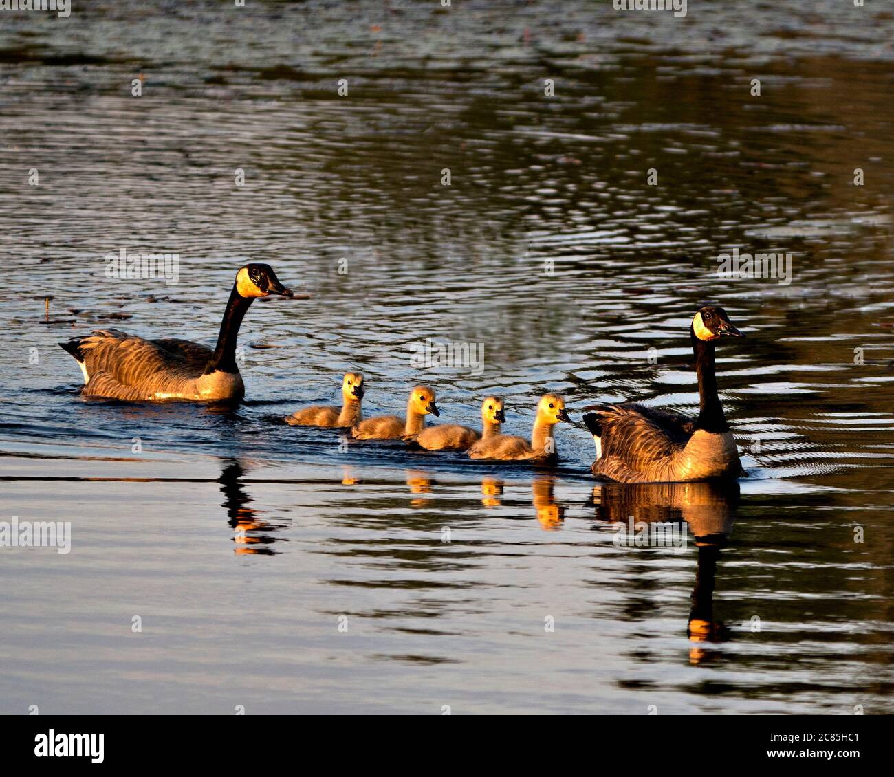 Canadian Geese close-up profile view with their gosling babies ...