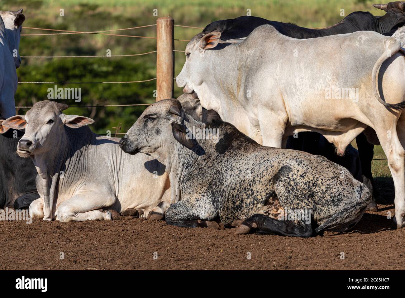 Livestock in confinement, oxen, cows, sunny day Stock Photo - Alamy