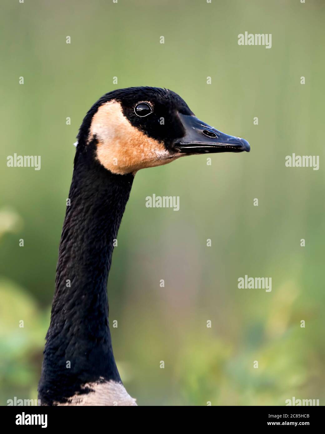 Canadian Geese head close-up profile view with a blur green background ...