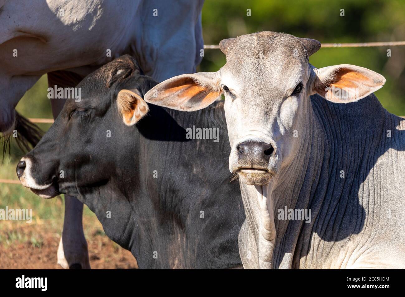 Livestock in confinement, oxen, cows, sunny day Stock Photo - Alamy