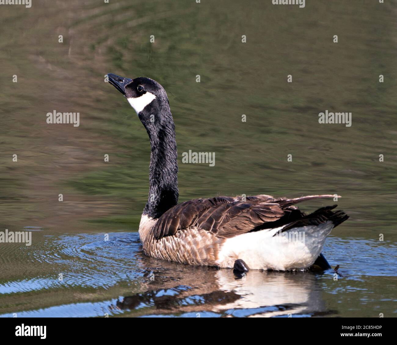 Canadian Geese close-up profile view swimming in the water in its ...