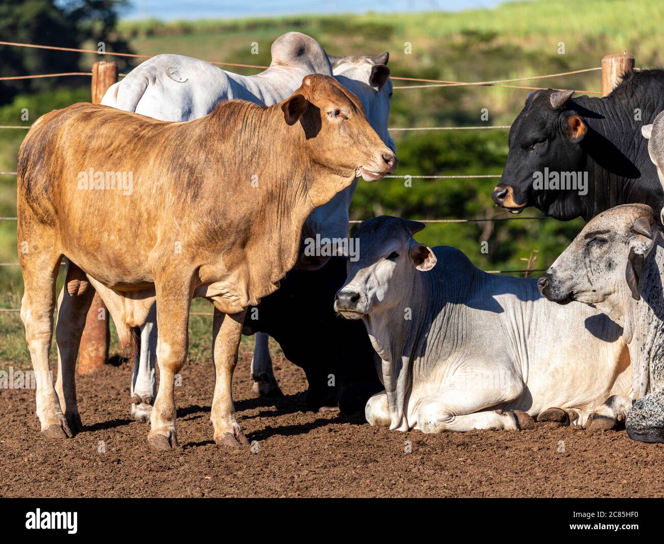 Livestock in confinement, oxen, cows, sunny day Stock Photo - Alamy