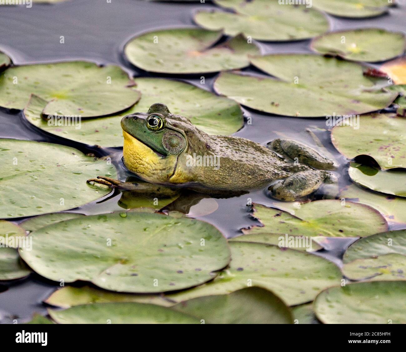 Frog sitting on a water lily leaf in the water displaying green body ...