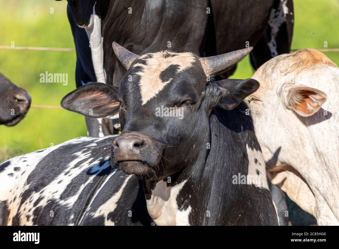 Livestock in confinement, oxen, cows, sunny day Stock Photo - Alamy