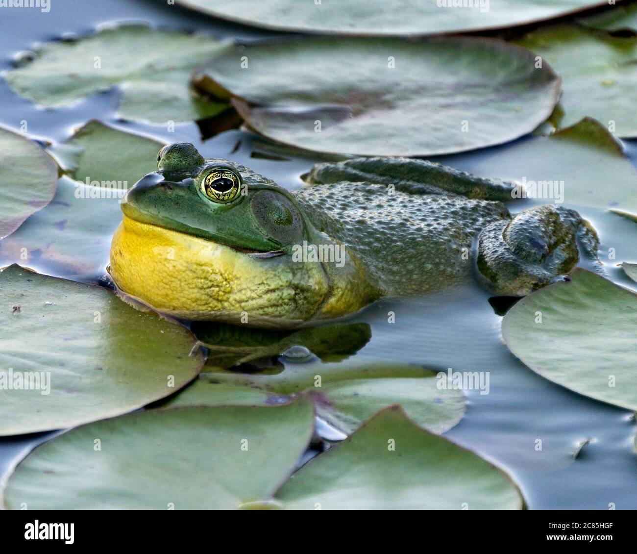 Frog sitting on a water lily leaf in the water displaying green body ...