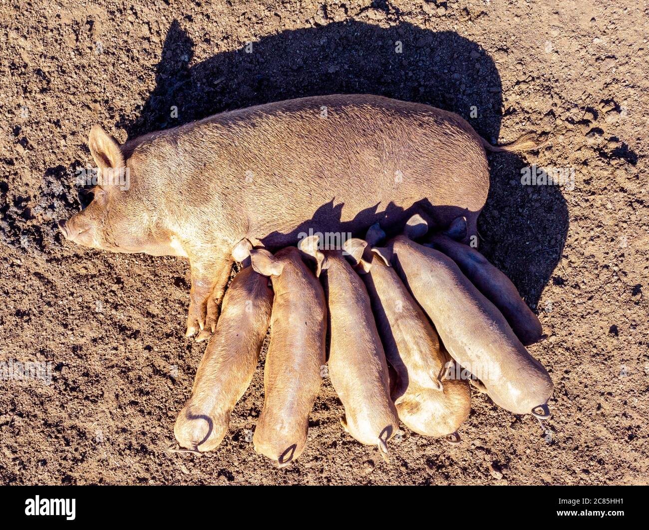 Aerial view of Female pig suckling her young while lying in the middle ...