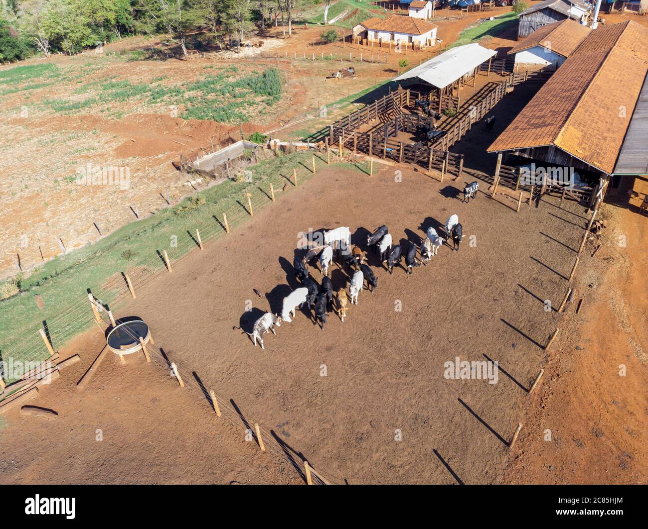 Livestock in confinement, oxen, cows, sunny day Stock Photo - Alamy
