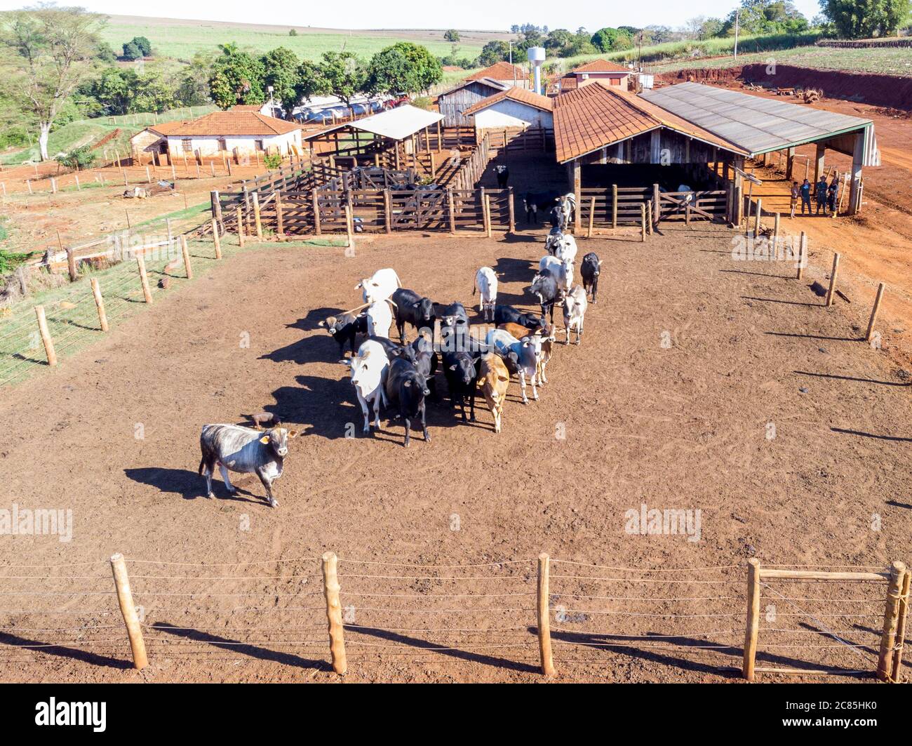 Livestock in confinement, oxen, cows, sunny day Stock Photo - Alamy