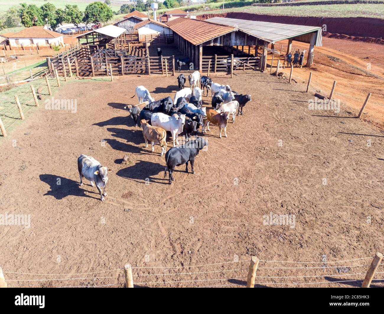 Livestock in confinement, oxen, cows, sunny day Stock Photo - Alamy