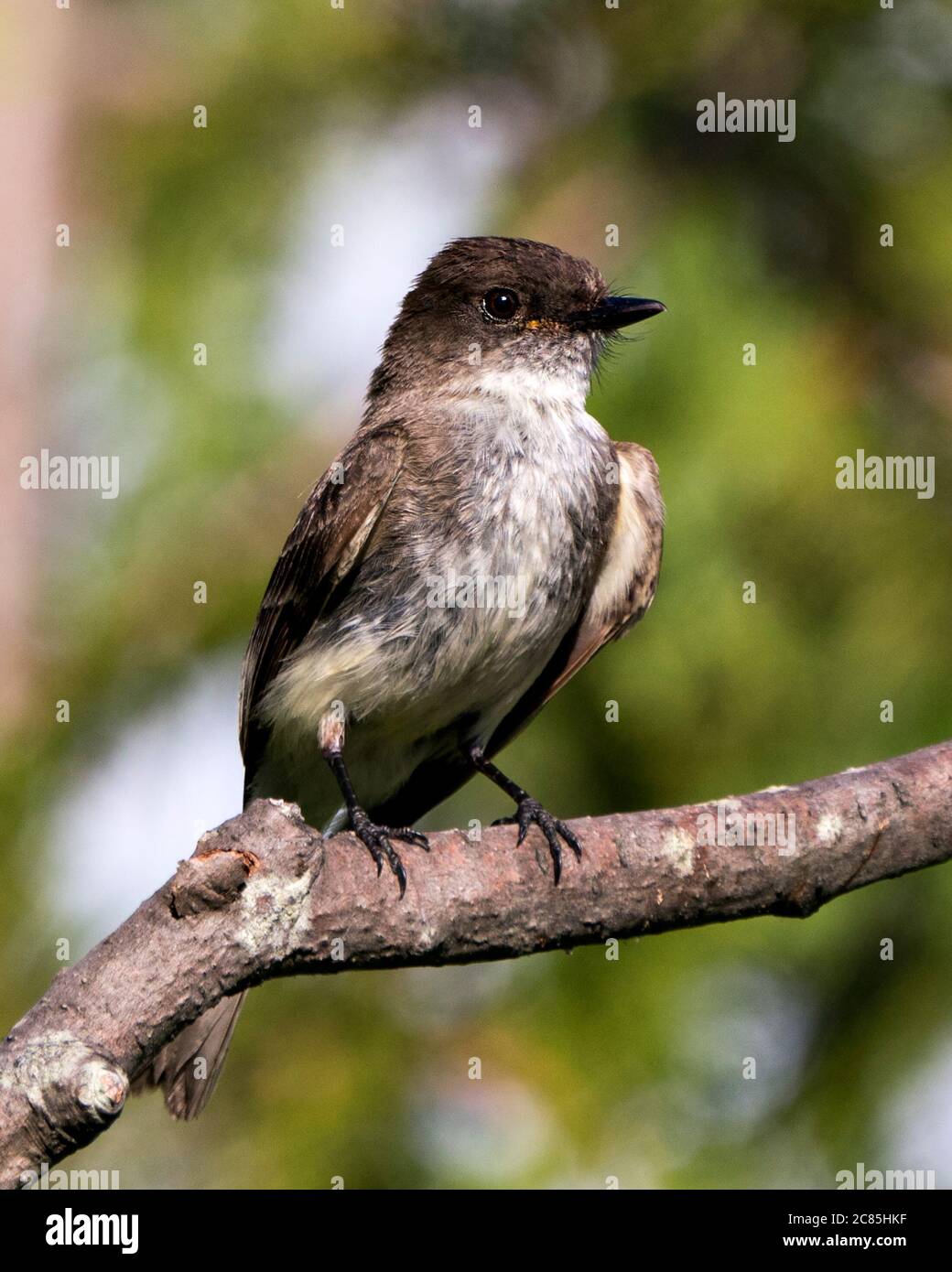 Northern Rough-winged Swallow close-up profile view, perched on a ...
