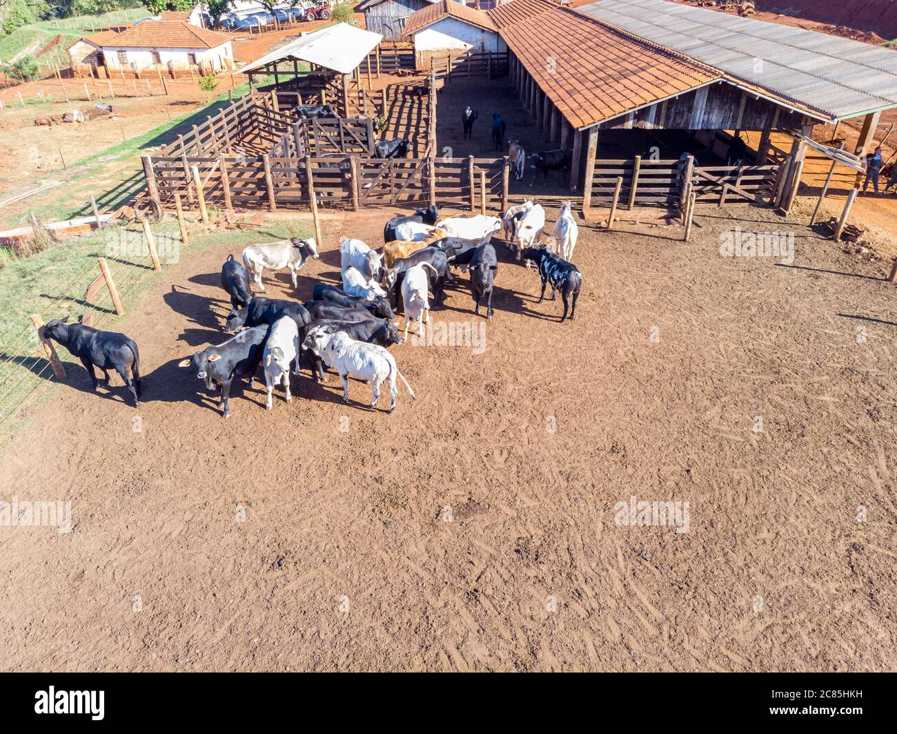 Livestock in confinement, oxen, cows, sunny day Stock Photo - Alamy