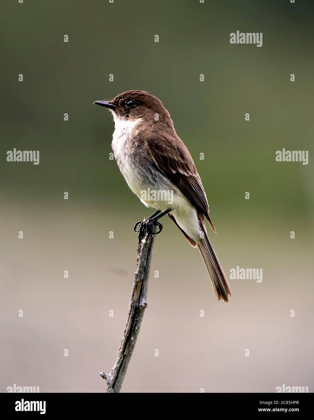 Northern Rough-winged Swallow close-up profile view, perched on a twig ...