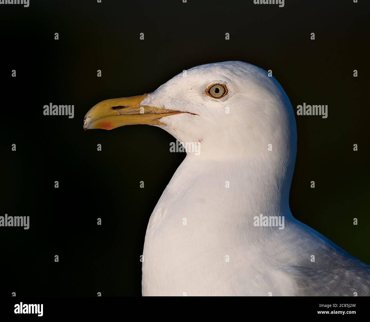Seagull head close-up profile view with a blur background in its ...