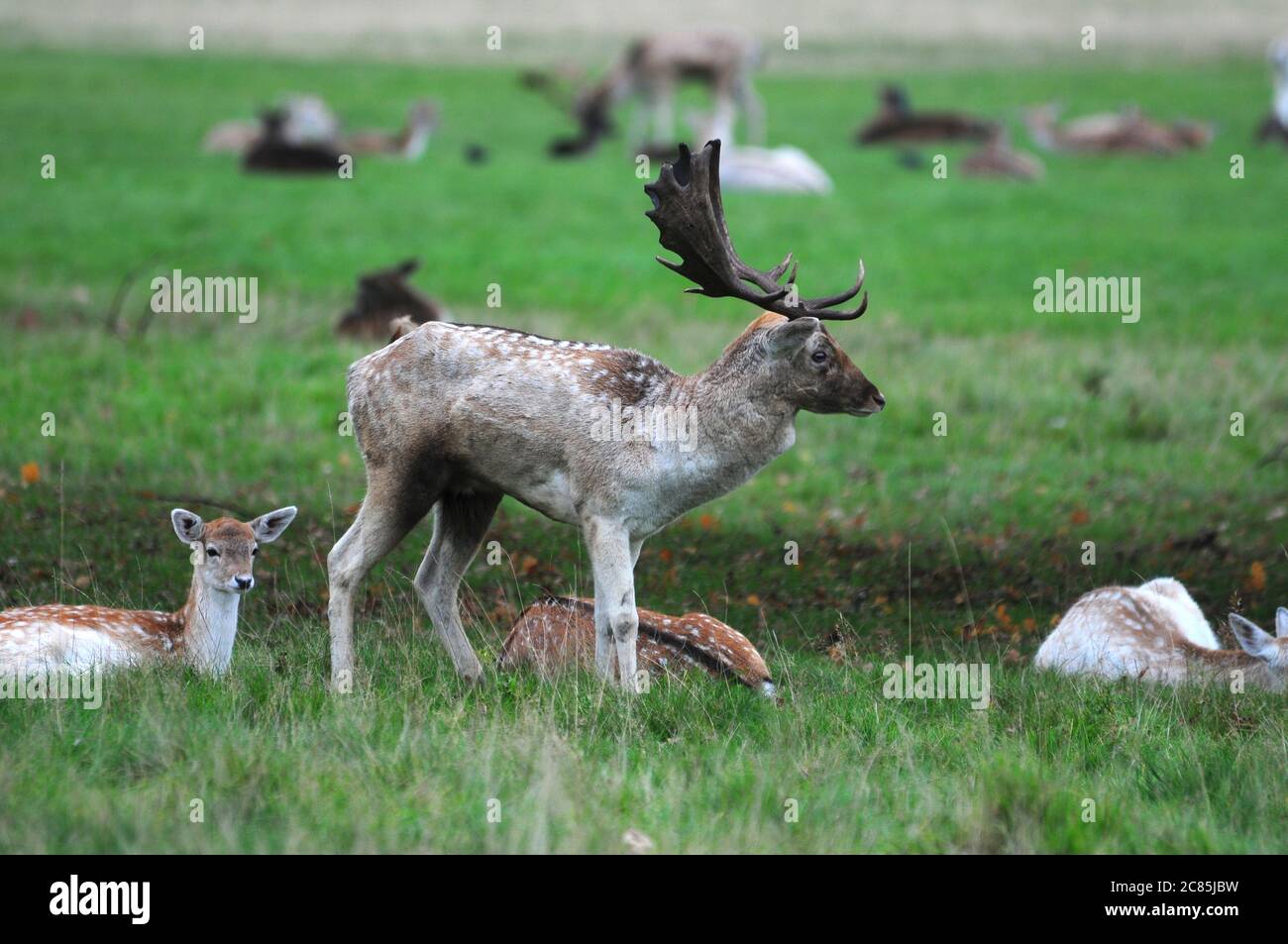 Fallow deer herd hi-res stock photography and images - Alamy