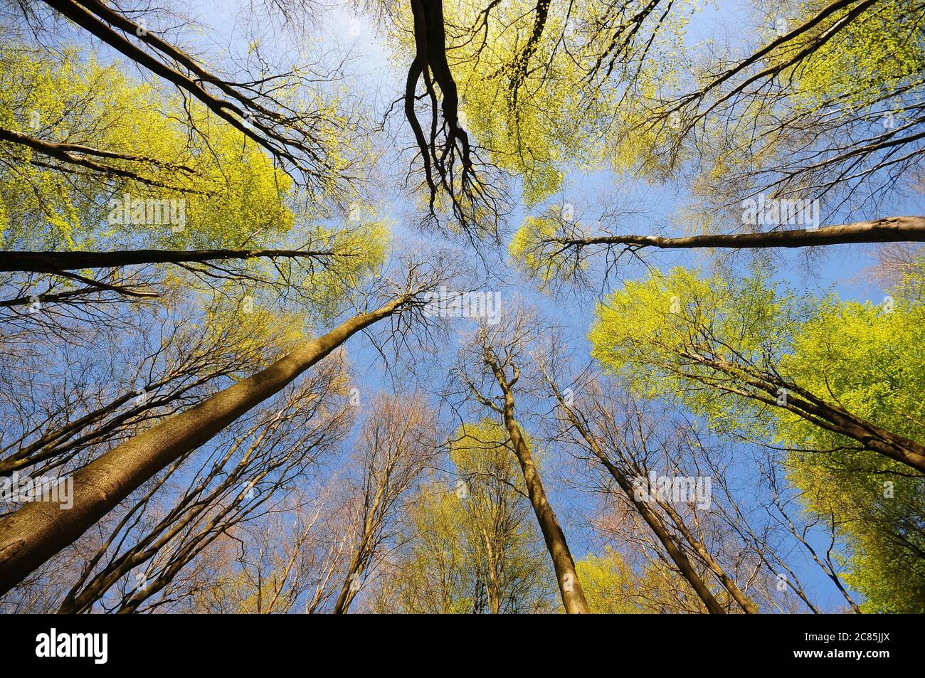 Beech tree canopy hi-res stock photography and images - Alamy