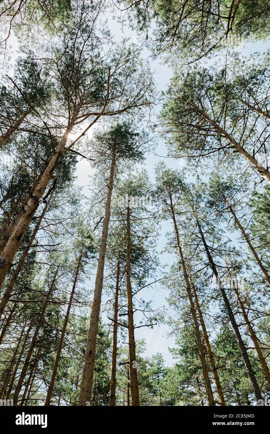 Nature pine trees hi-res stock photography and images - Alamy