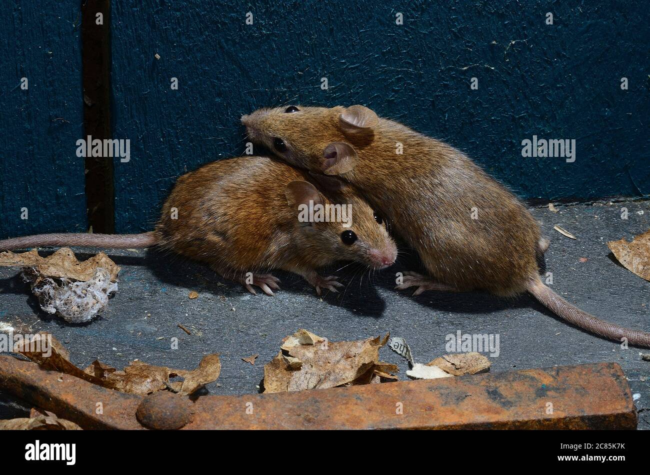 House mice hi-res stock photography and images - Alamy