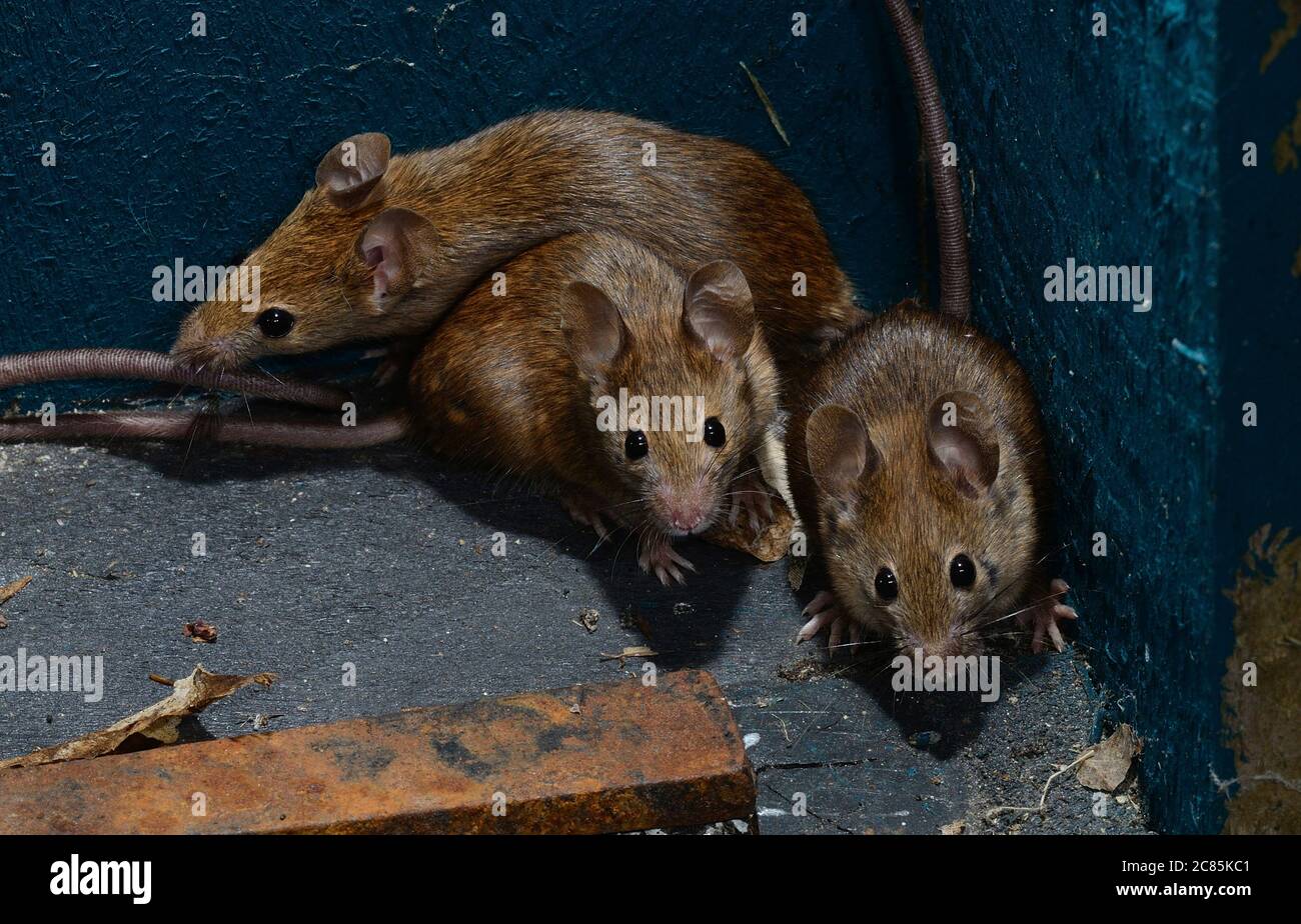 adult house mice in garden shed Stock Photo - Alamy