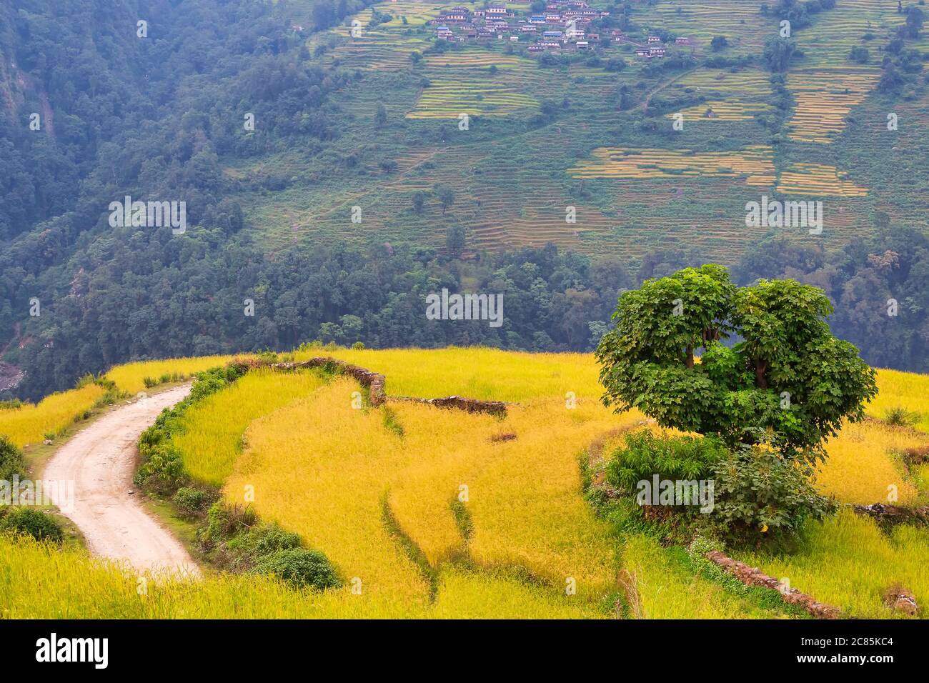 Barley Plantation located in the valley between the walking path to the ...