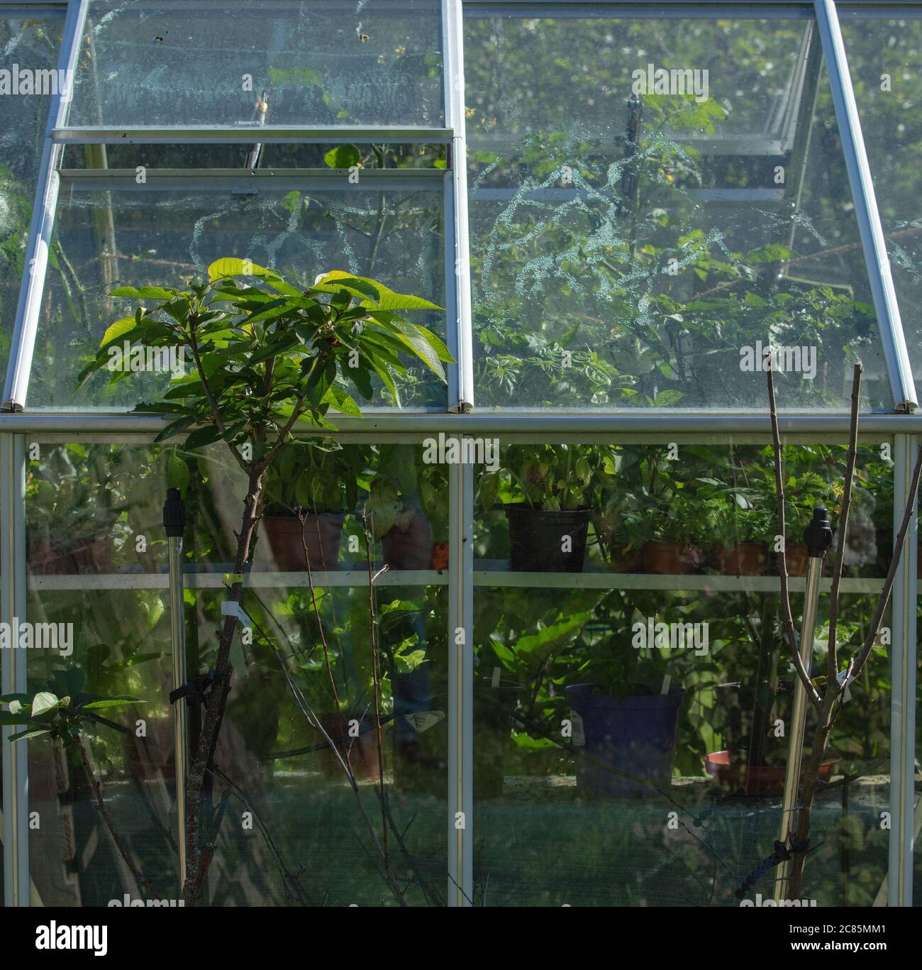 Structure of a small greenhouse seen in the garden with many plants ...