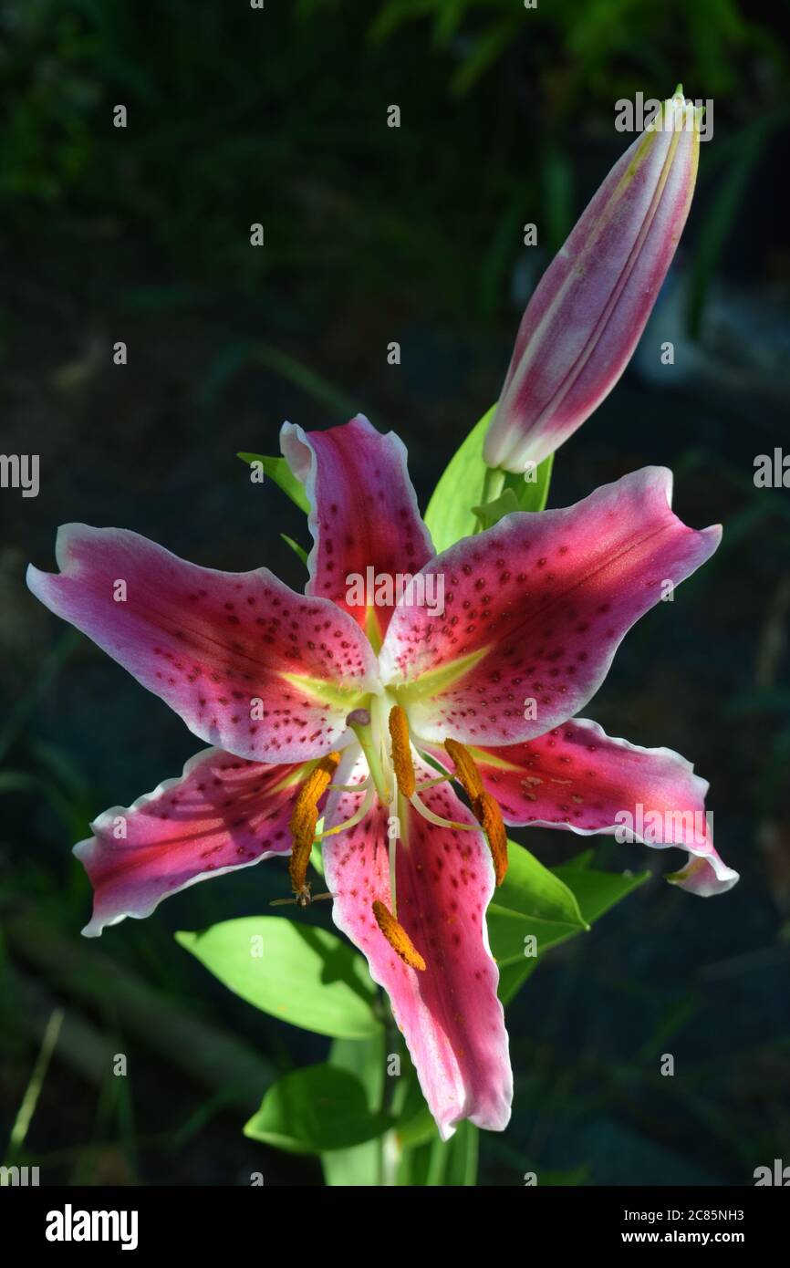 Lilium stargazer hi-res stock photography and images - Alamy