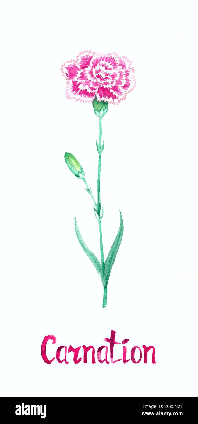 Carnation purple-white striped flower with bud isolated on white hand ...