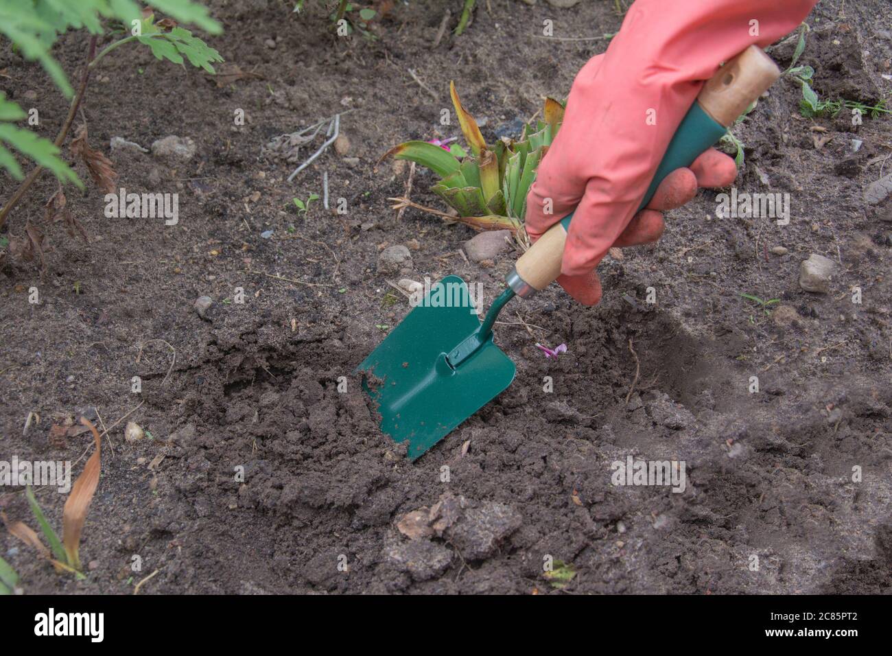 Hand with shovel digs the ground. Gardener planting plant in the yard ...
