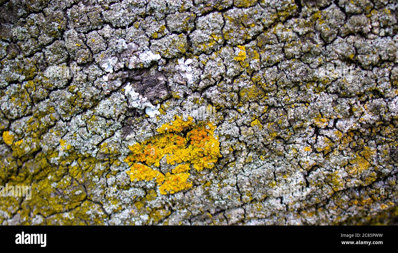 Tree bark with small spots of moss. Beautiful background Stock Photo ...