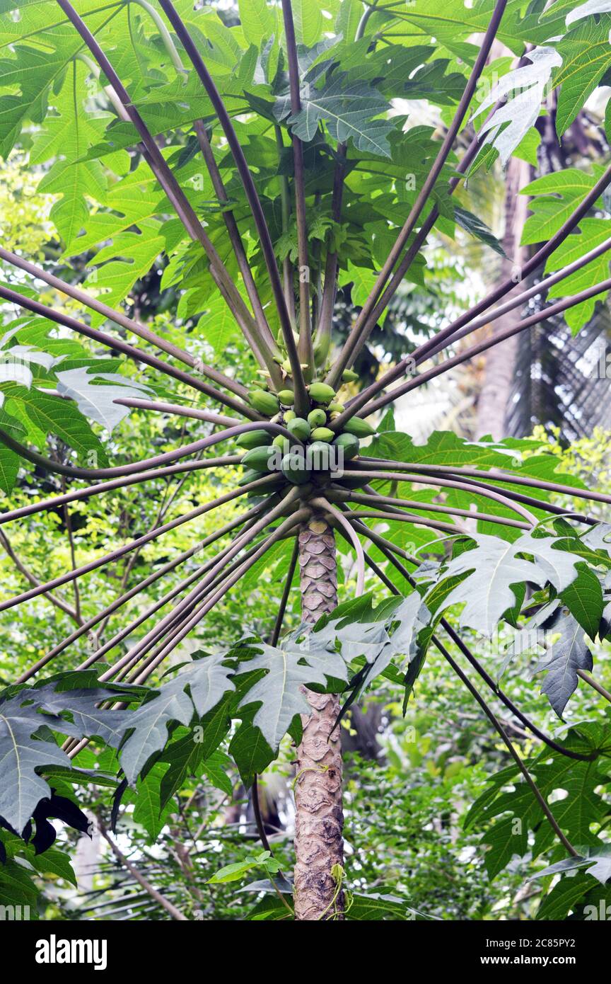 Indian pappaya hi-res stock photography and images - Alamy