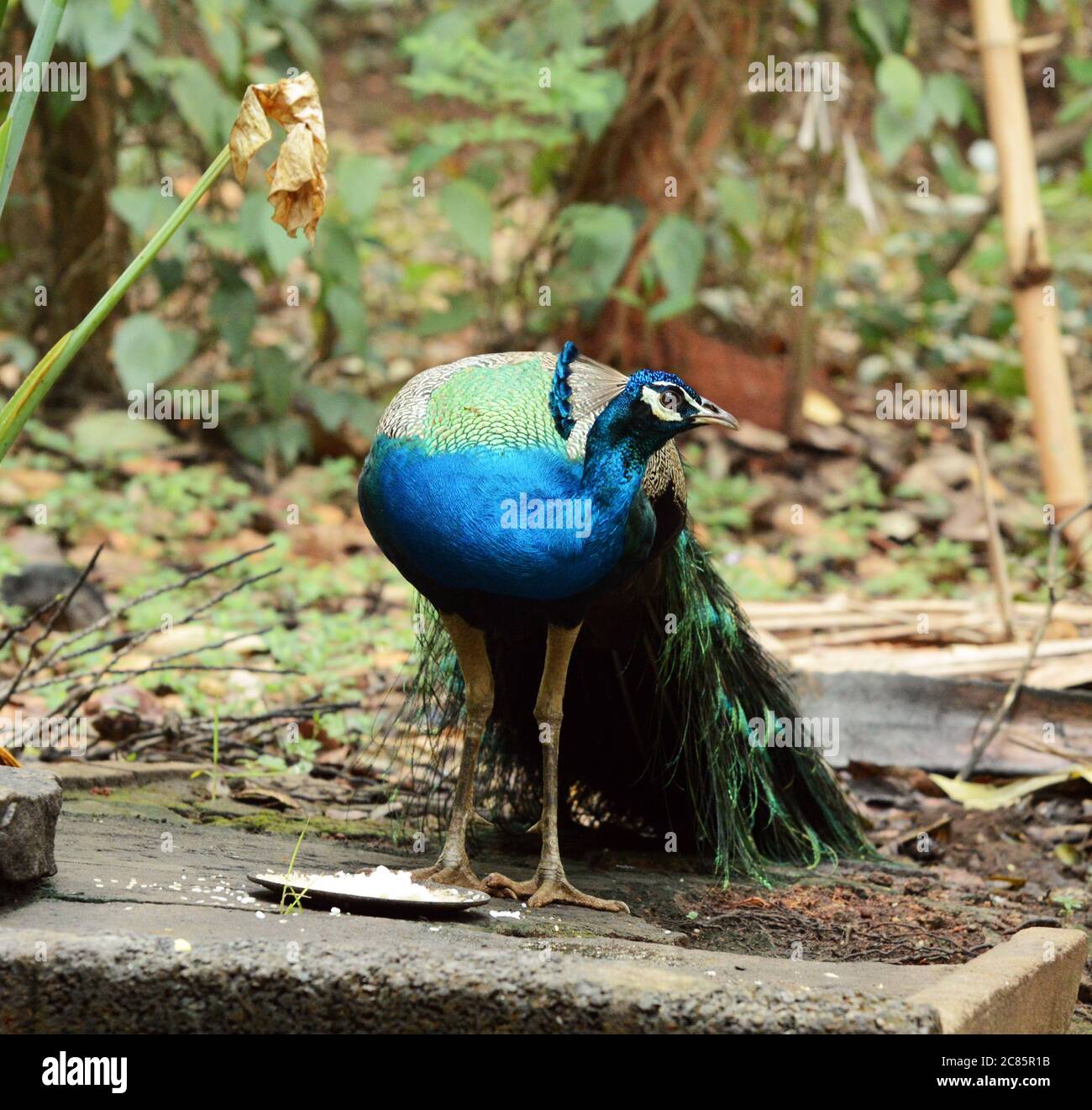 Indian Peacock or Indian Peafowl Stock Photo - Alamy